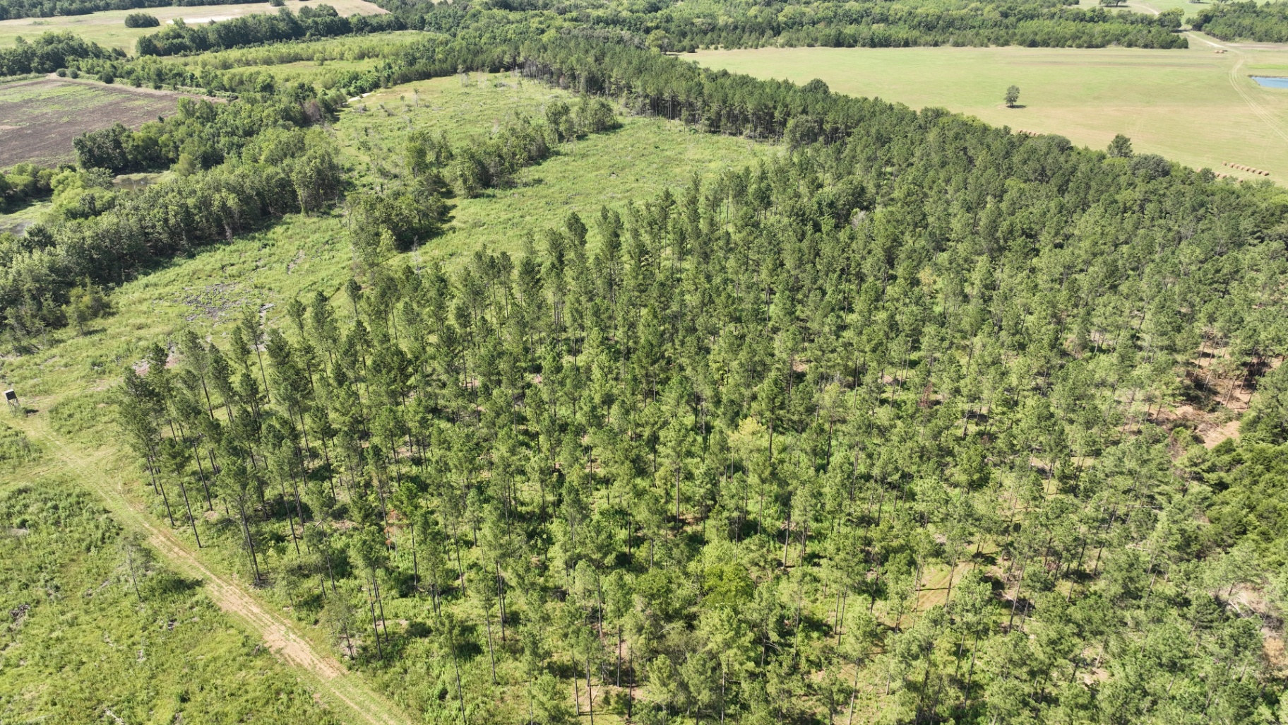 Pine Plantation Mistakes That Cost Landowners at First Thinning